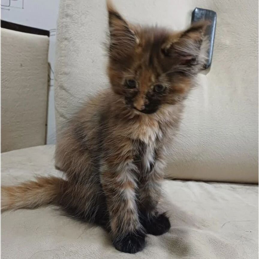 Мейн-кун котёнок