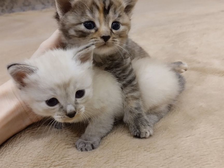 Котята в добрые руки даром бесплатно