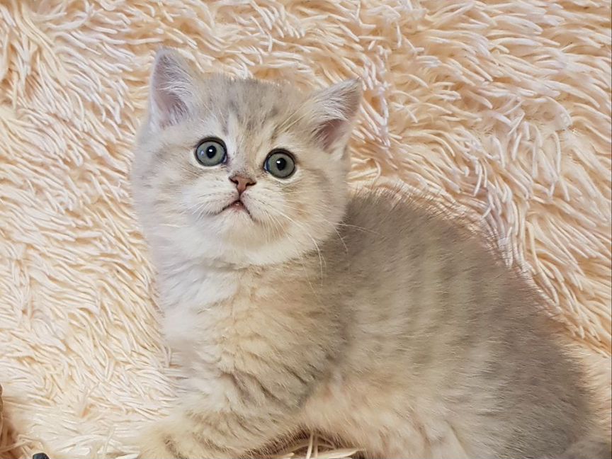 Шотландские котята