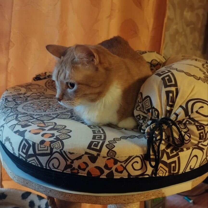 Отдам кошку в добрые руки