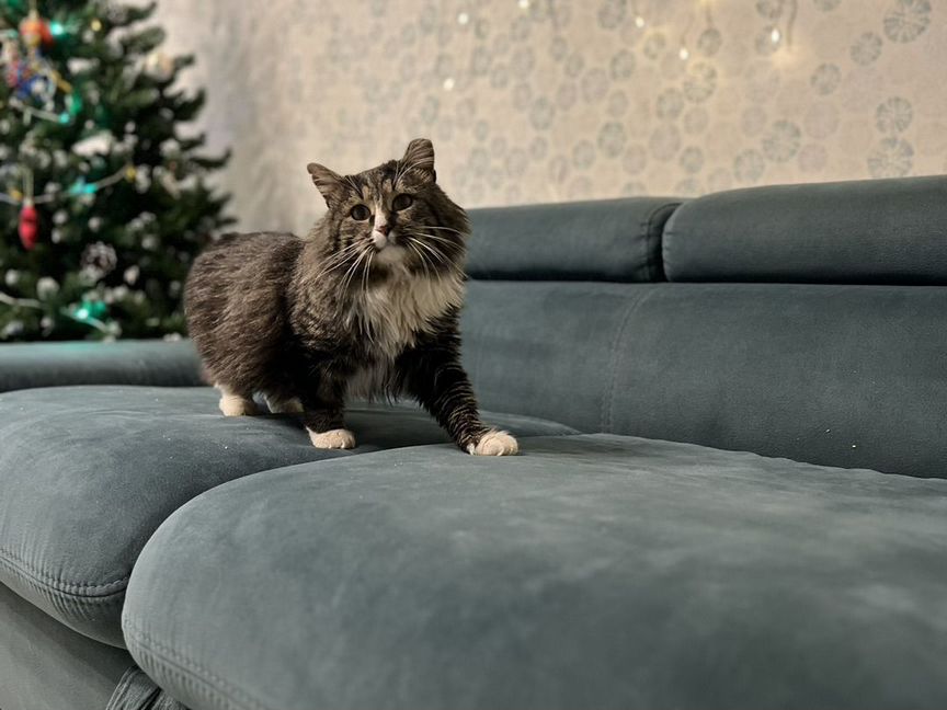 Кот,похожий на манула бесплатно