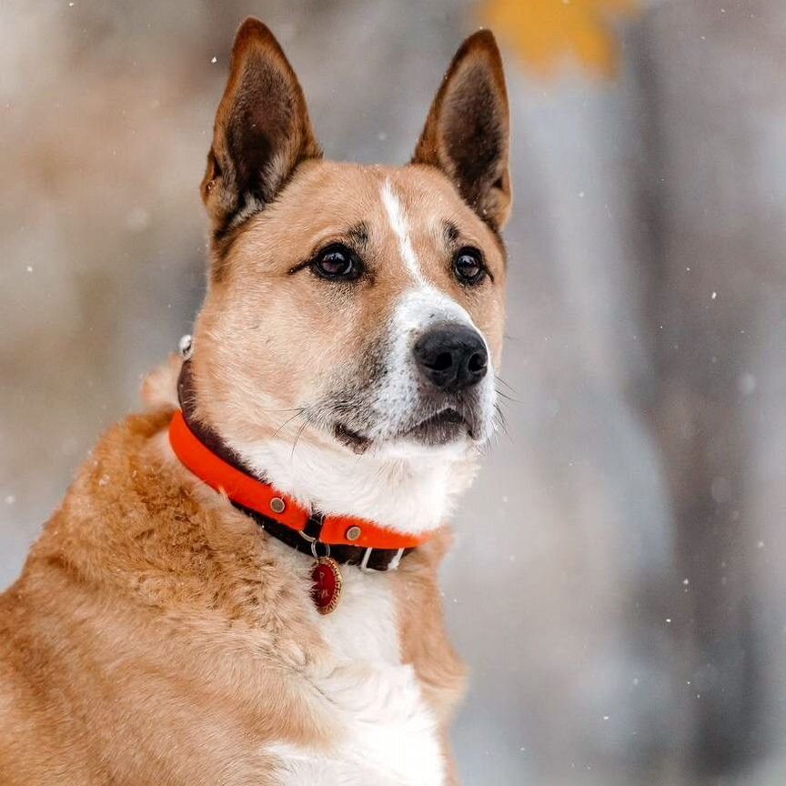 Собака в добрые руки