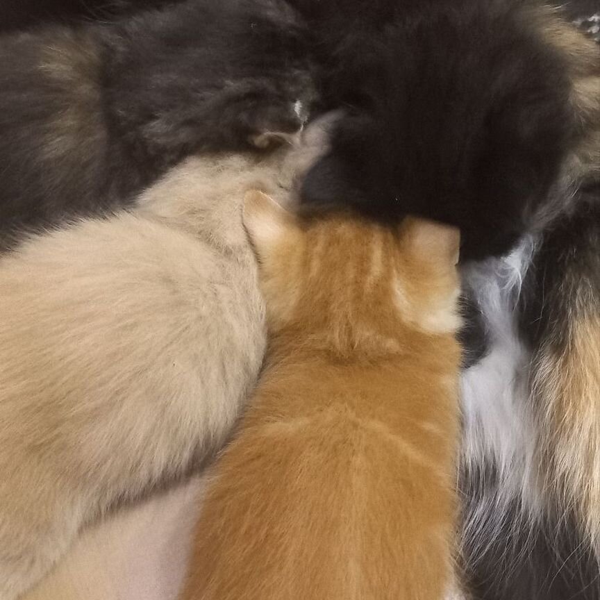 Котята в добрые руки бесплатно