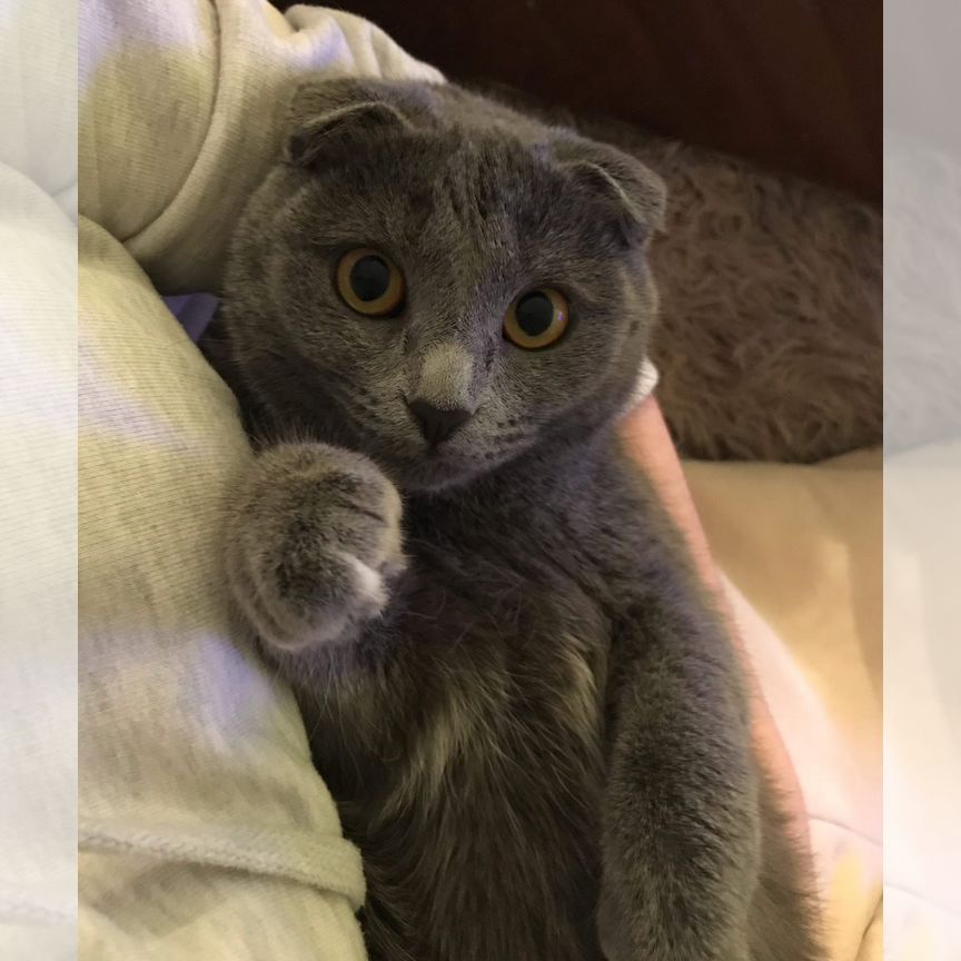 Шотландская вислоухая длинношёрстная кошка, взрослая