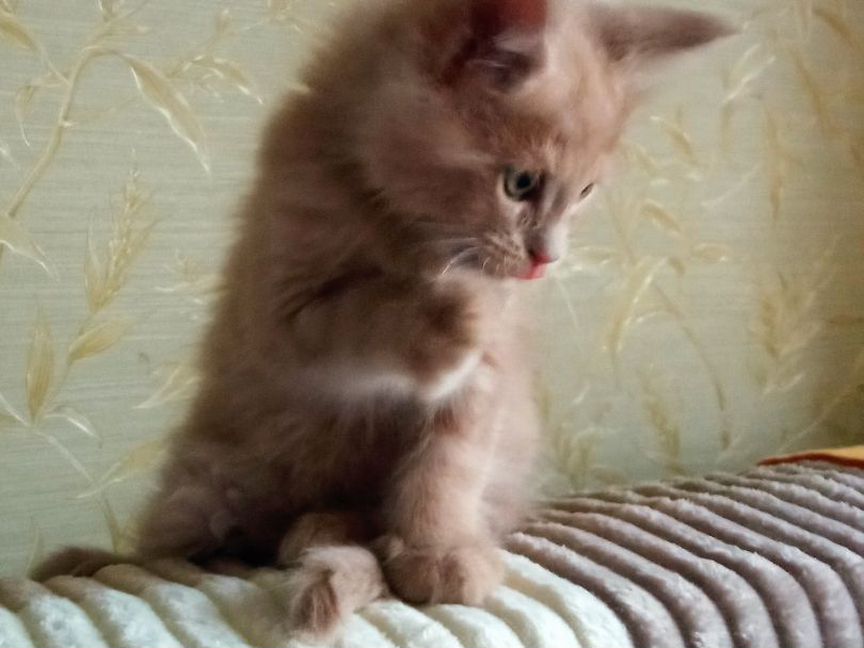 Котёнок мейн-кун