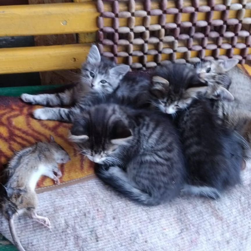 Котята в добрые руки, приучены к лотку