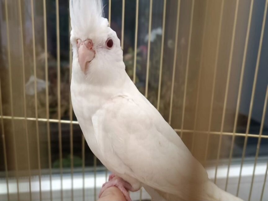 Корелла улетел, помогите, трагедия