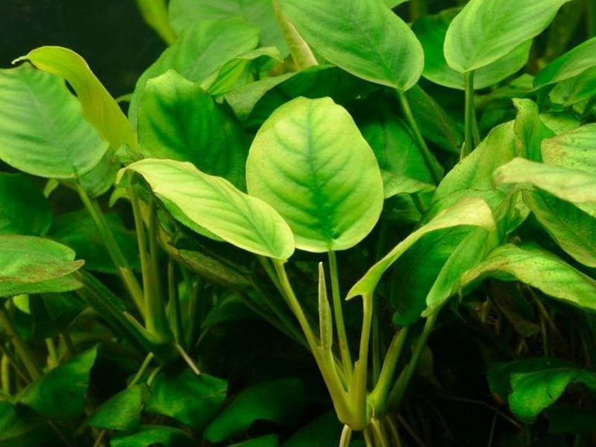 Анубиас бартера