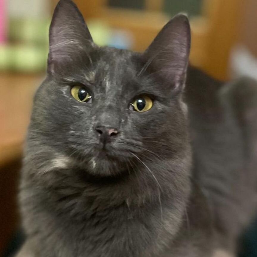 Берите кошечек из приюта. Спасайте вместе с нами