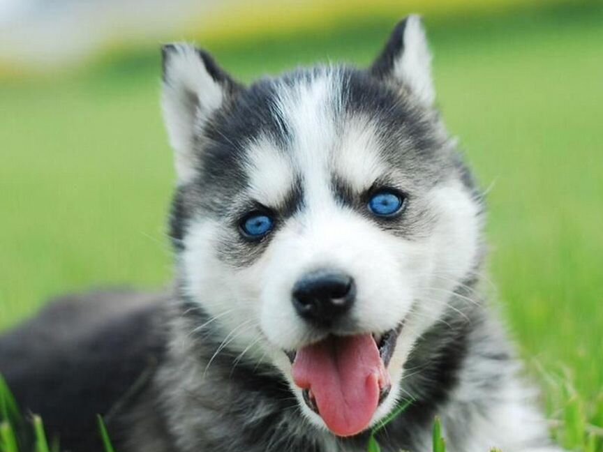 Собака хаски щенки