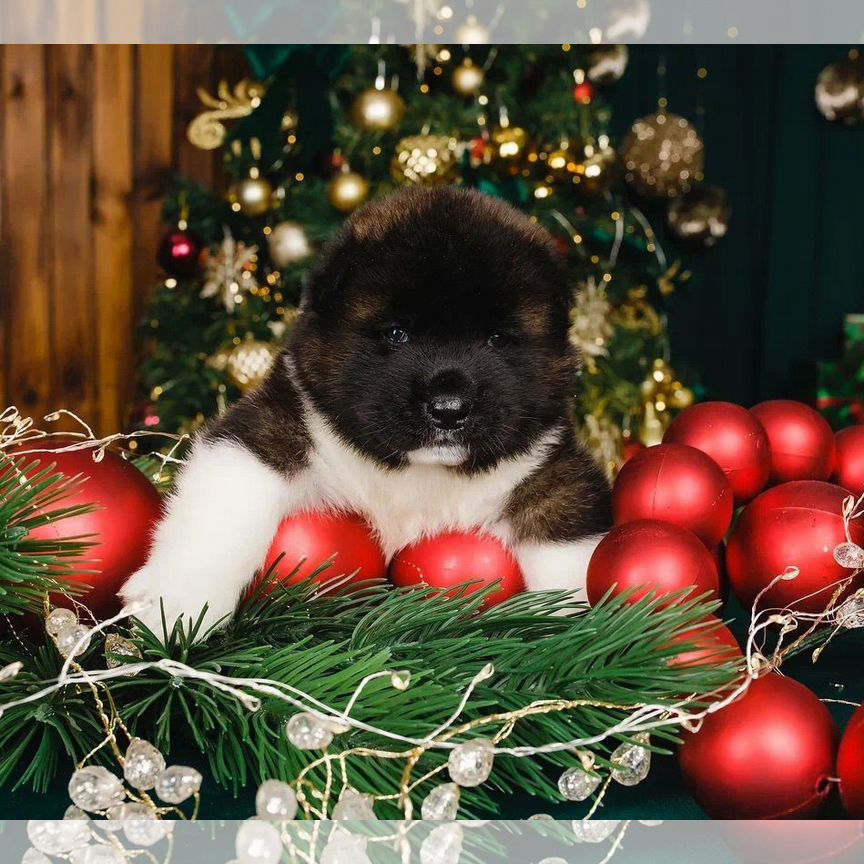 Американская акита