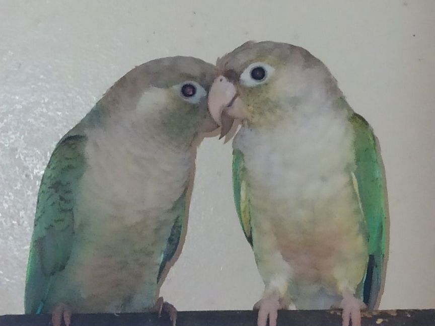 Попугай Пиррура Молине