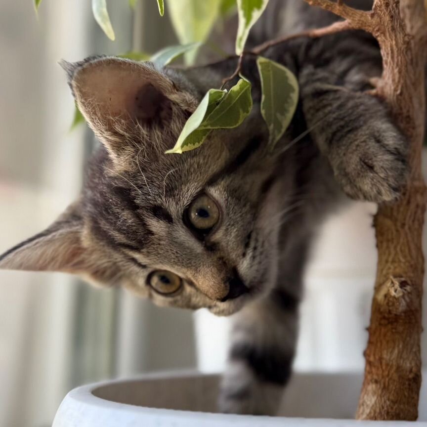 Котёнок в добрые руки