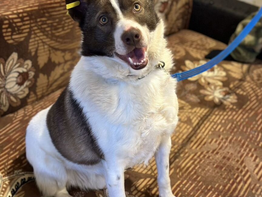 Собака для охраны