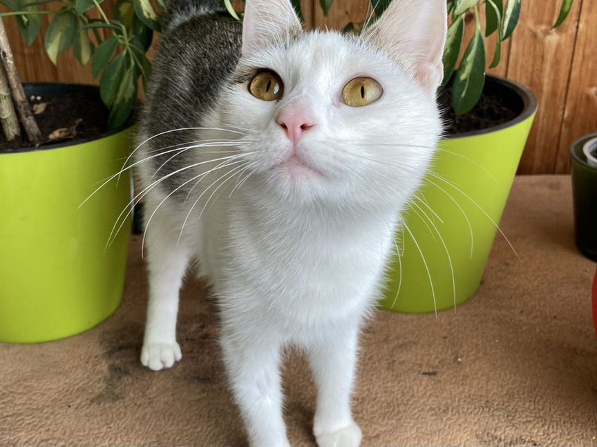 Кошка в добрые руки