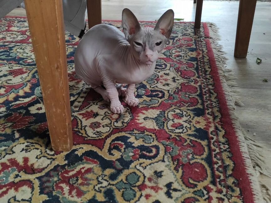 Канадский сфинкс котенок