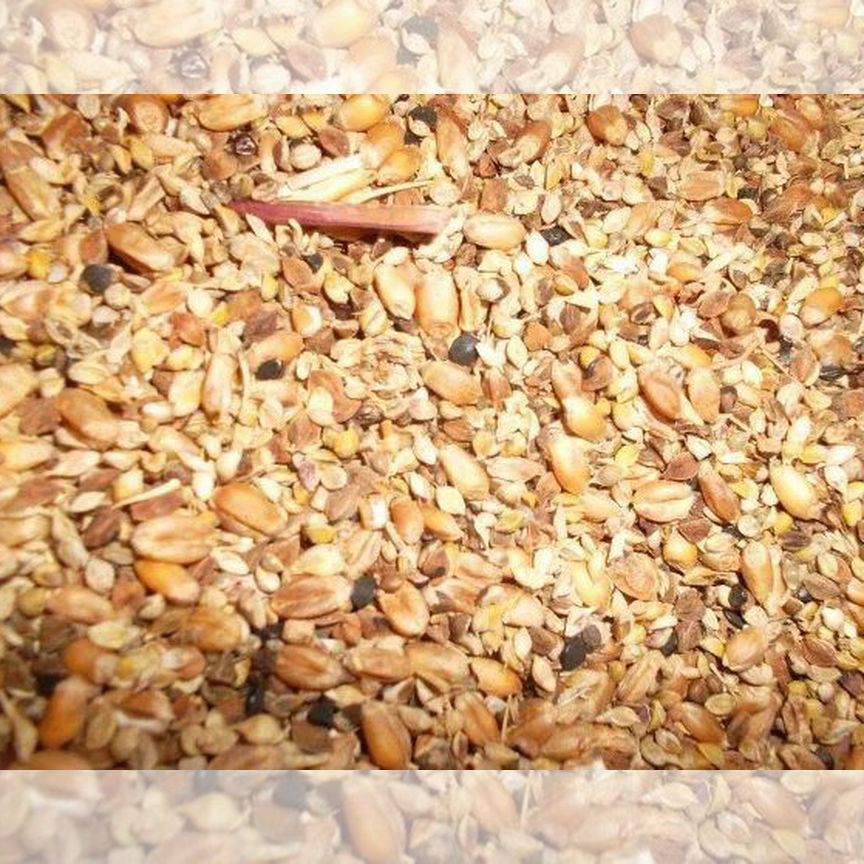 Зерно пшеница ячмень