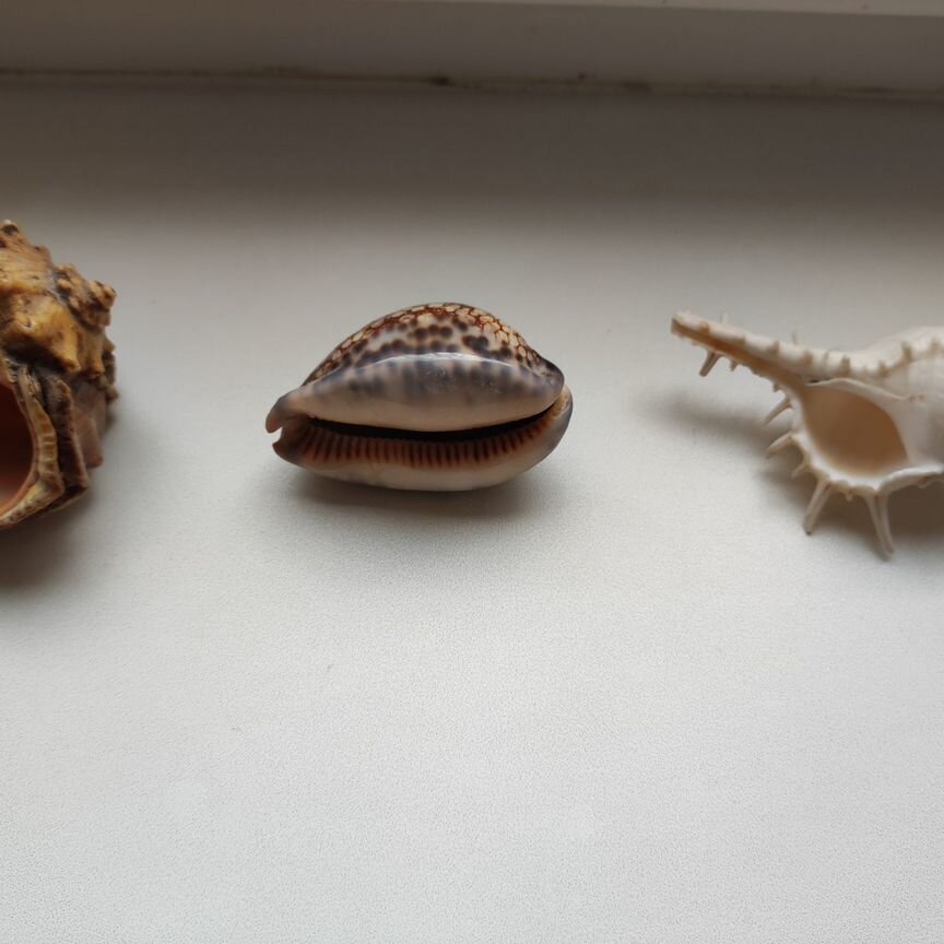 Морские раковины