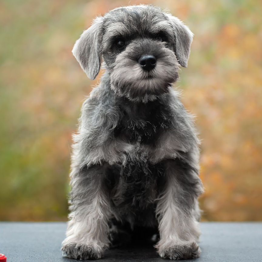 Цвергшнауцер, щенок