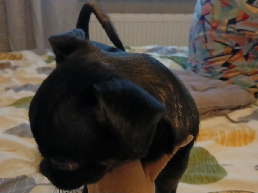 Продам маленькую собаку