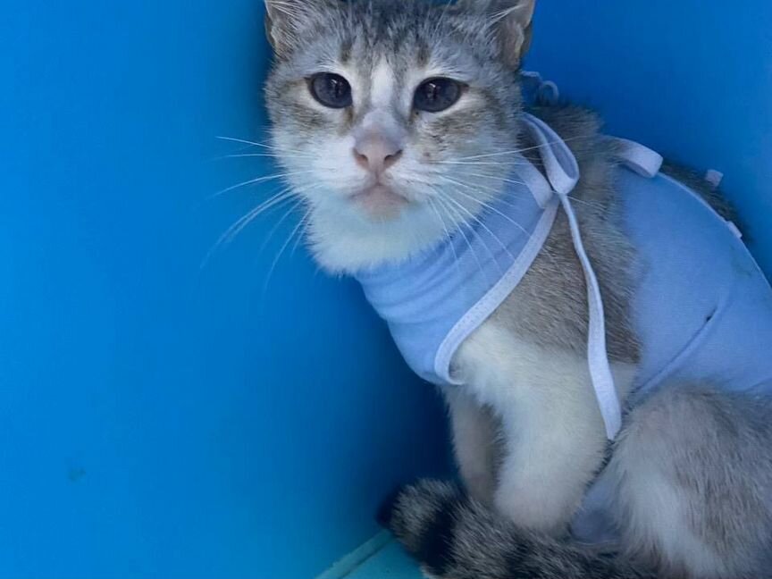 Кошка с голубыми глазами ищет дом