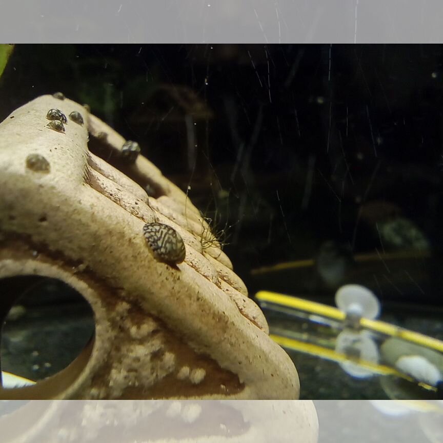 Улитки теодоксус, криптокарина