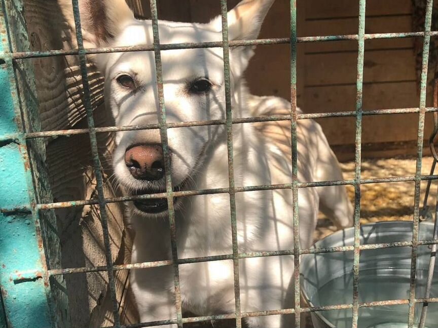 Собака из приюта в поисках дома и семьи в дар