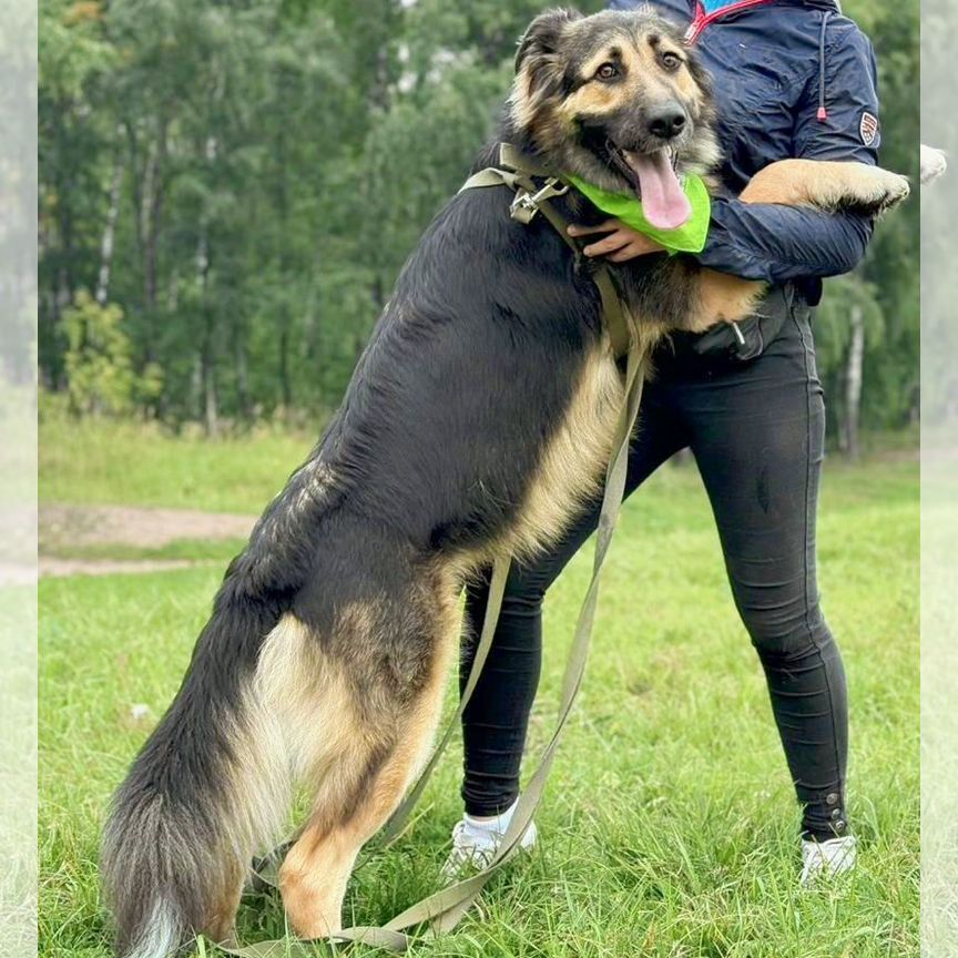 Собака с которой рядом просто хорошо
