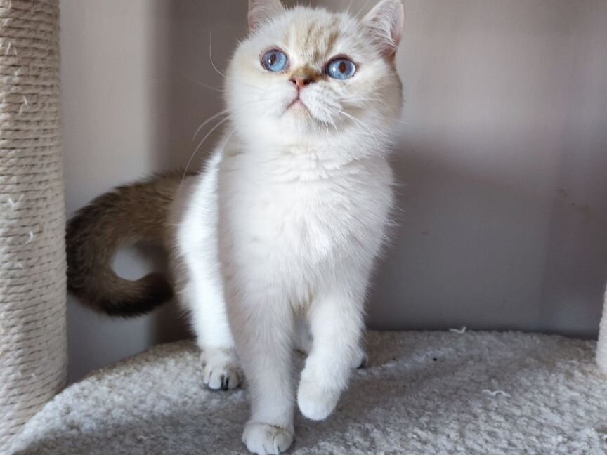 Британская колорная кошка шоколадное золото