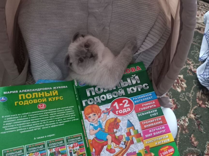 Шотландская вислоухая кошка