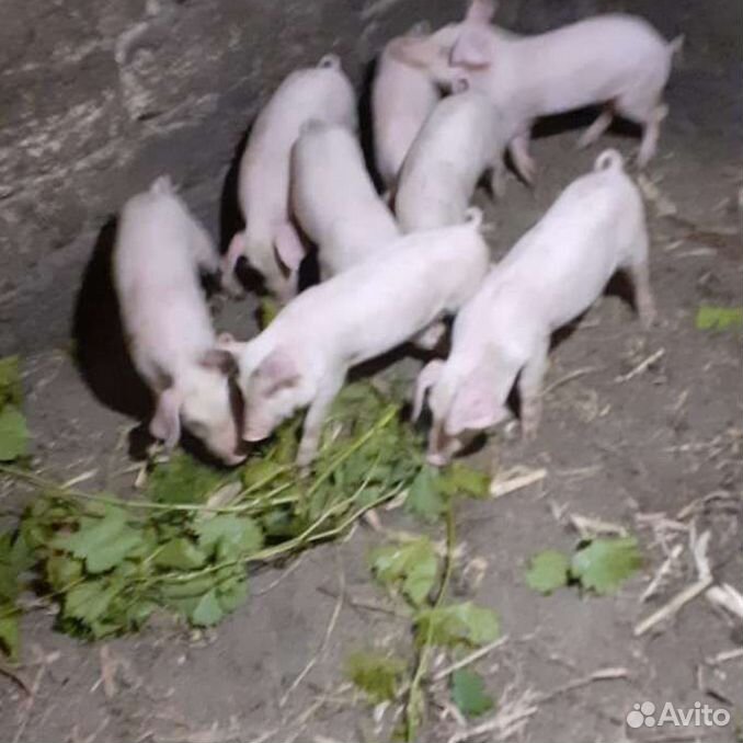 Поросенок дырок + ландрас