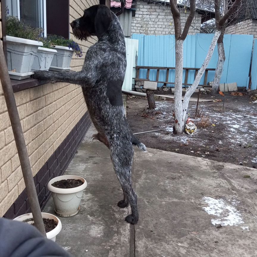 Дратхаар вязка