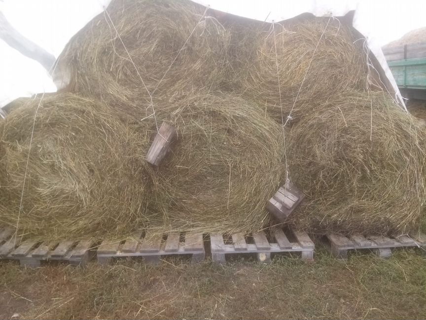Сено люцерна в рулонах