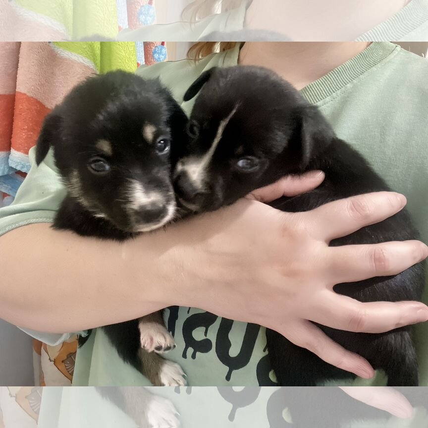 Щенок в добрые руки