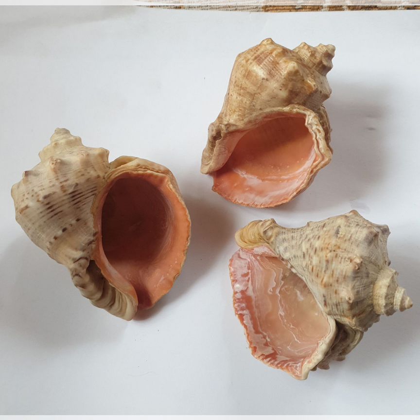 Ракушка рапан