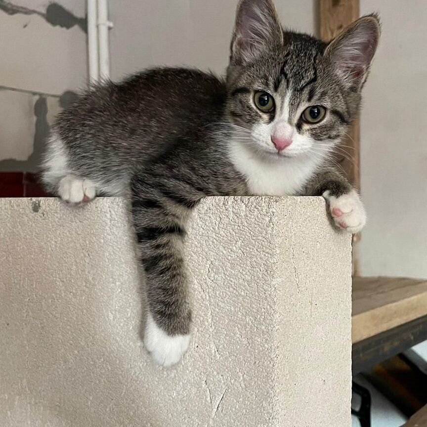 Славная кото-девочка ищет дом