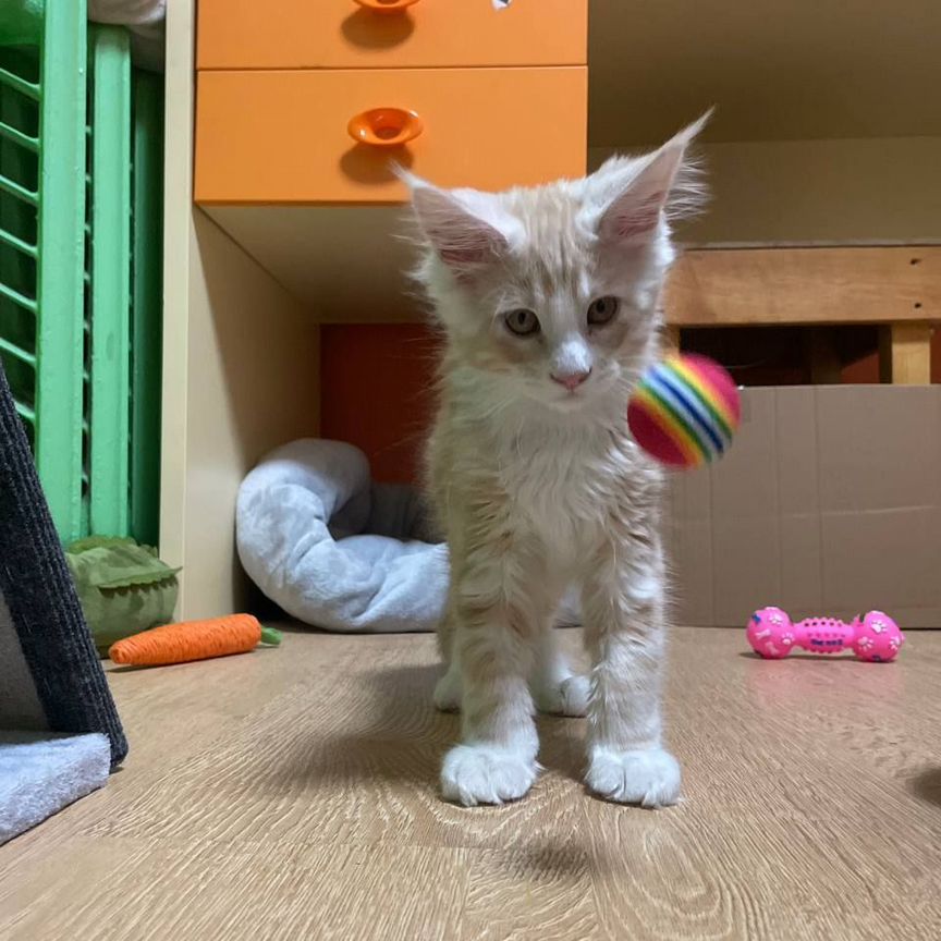 Домашние животные котенок породистый