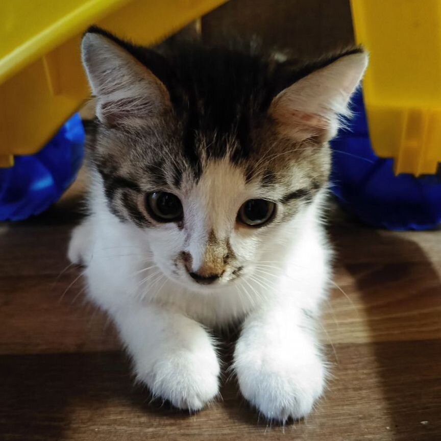 Котик в добрые руки