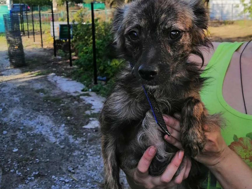 Пес Буба ищет маму