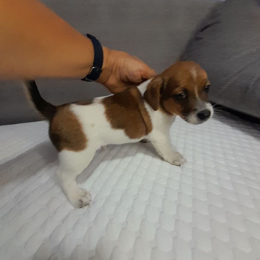 Щенки джек рассел терьер гладкошерстный