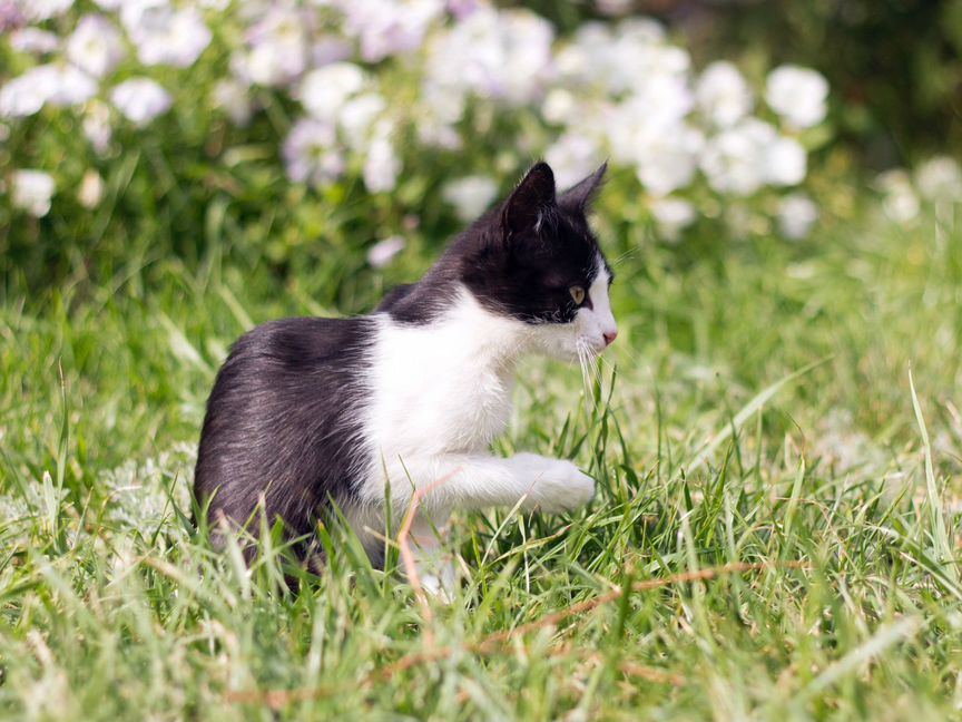 Котята бесплатно