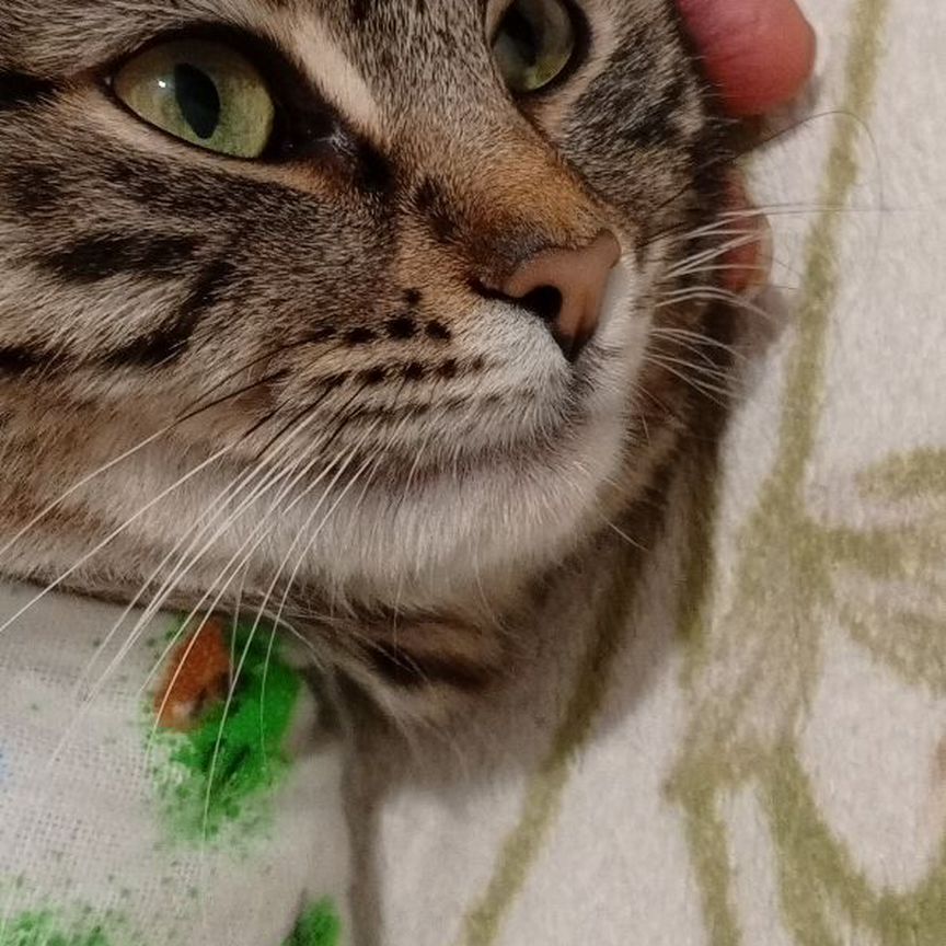 Кошечка Маша ищет свою любящюю мамочку