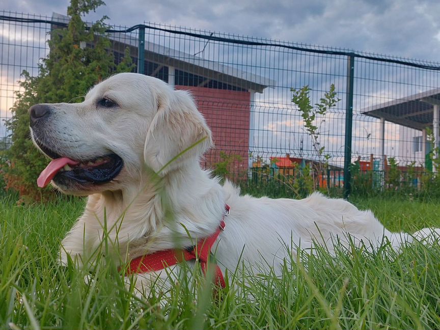 Золотистый ретривер вязка