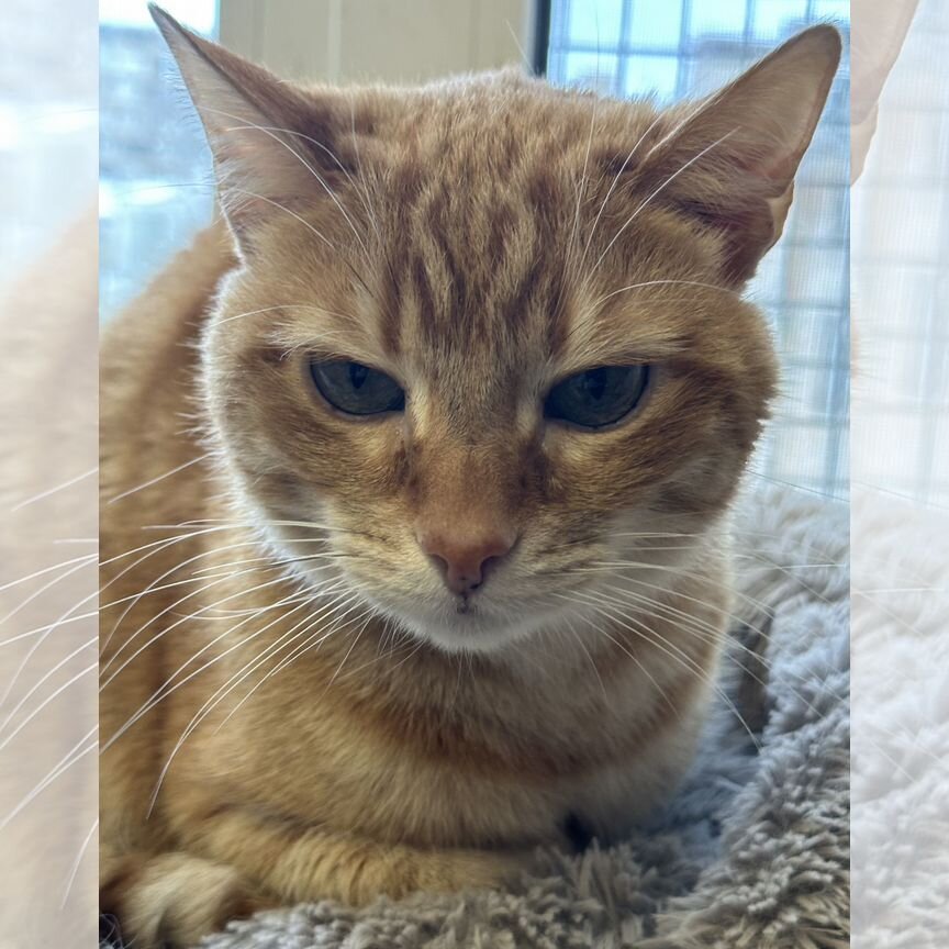Рыженький котик Рубин