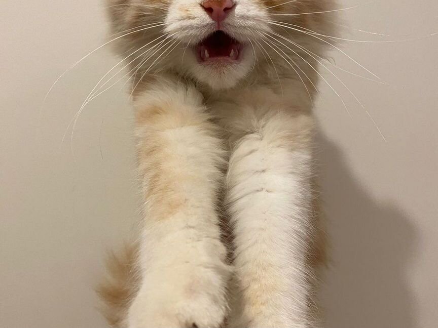 Котята сибирской породы