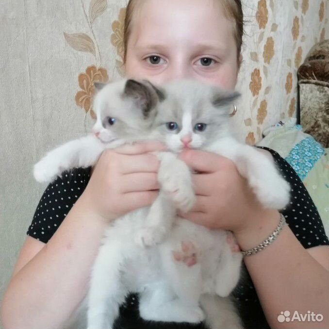 Наши рэгдолл детки подросли