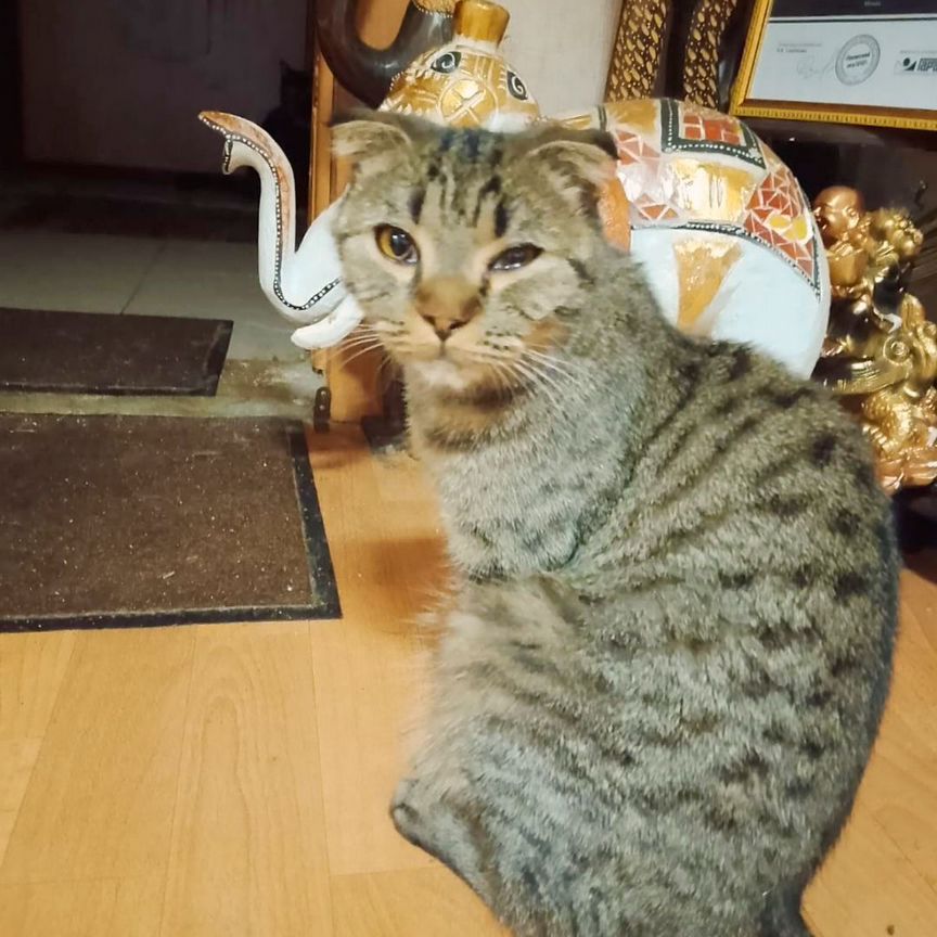 Кошечка