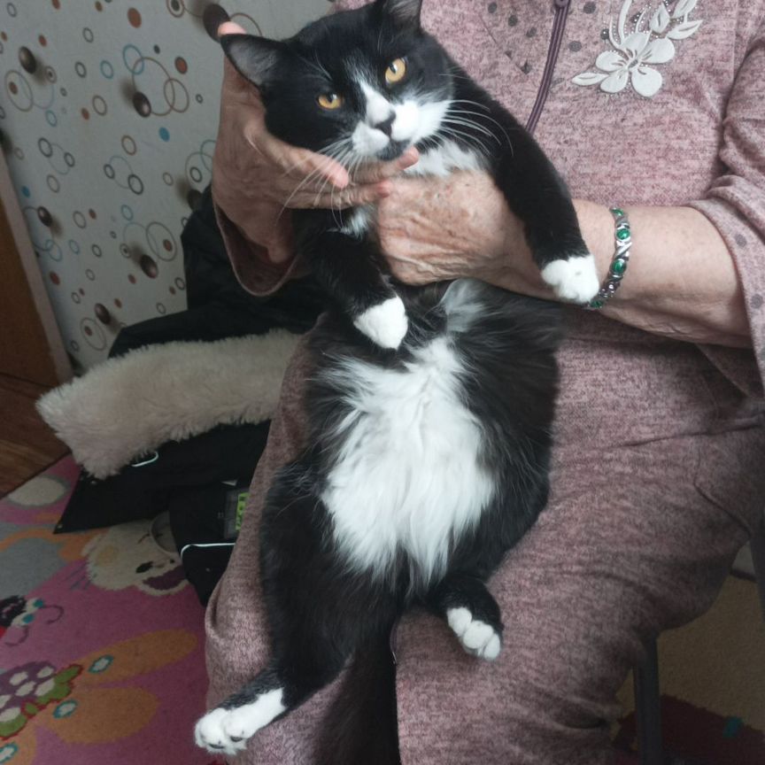 Кот Васка в добрые руки