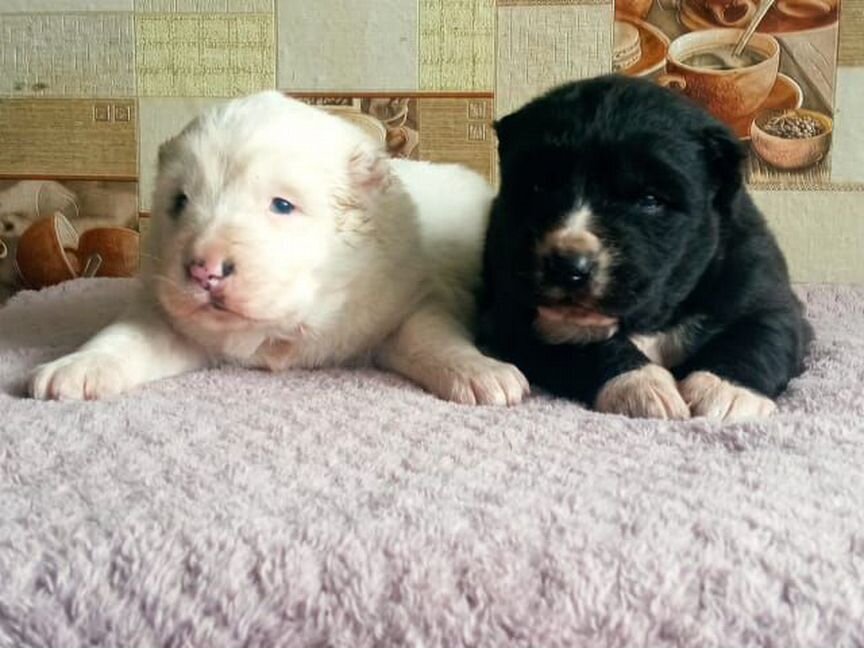 Продажа щенков Алабая