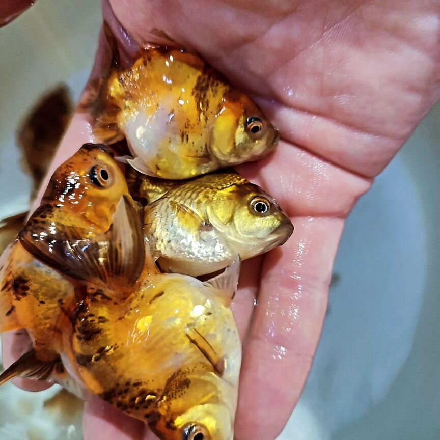 Тайская оранда